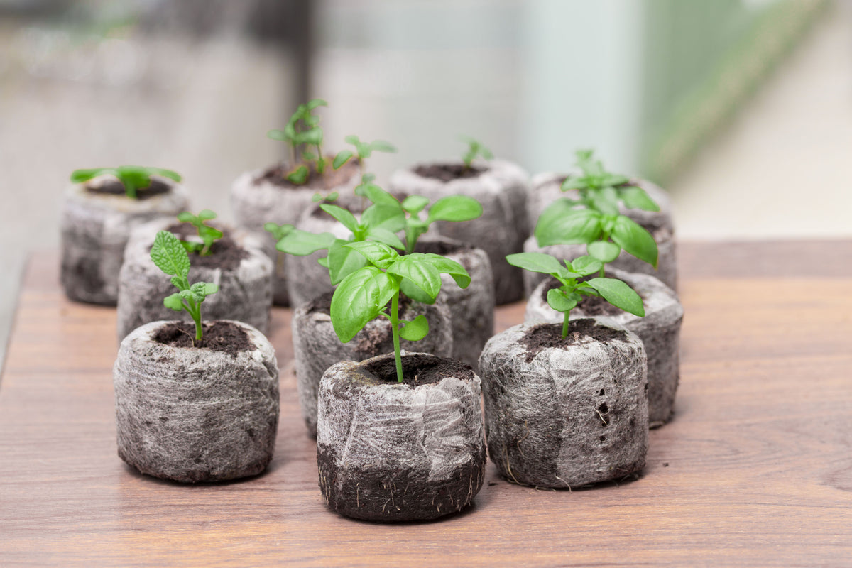 Manuka – Egmont Seeds