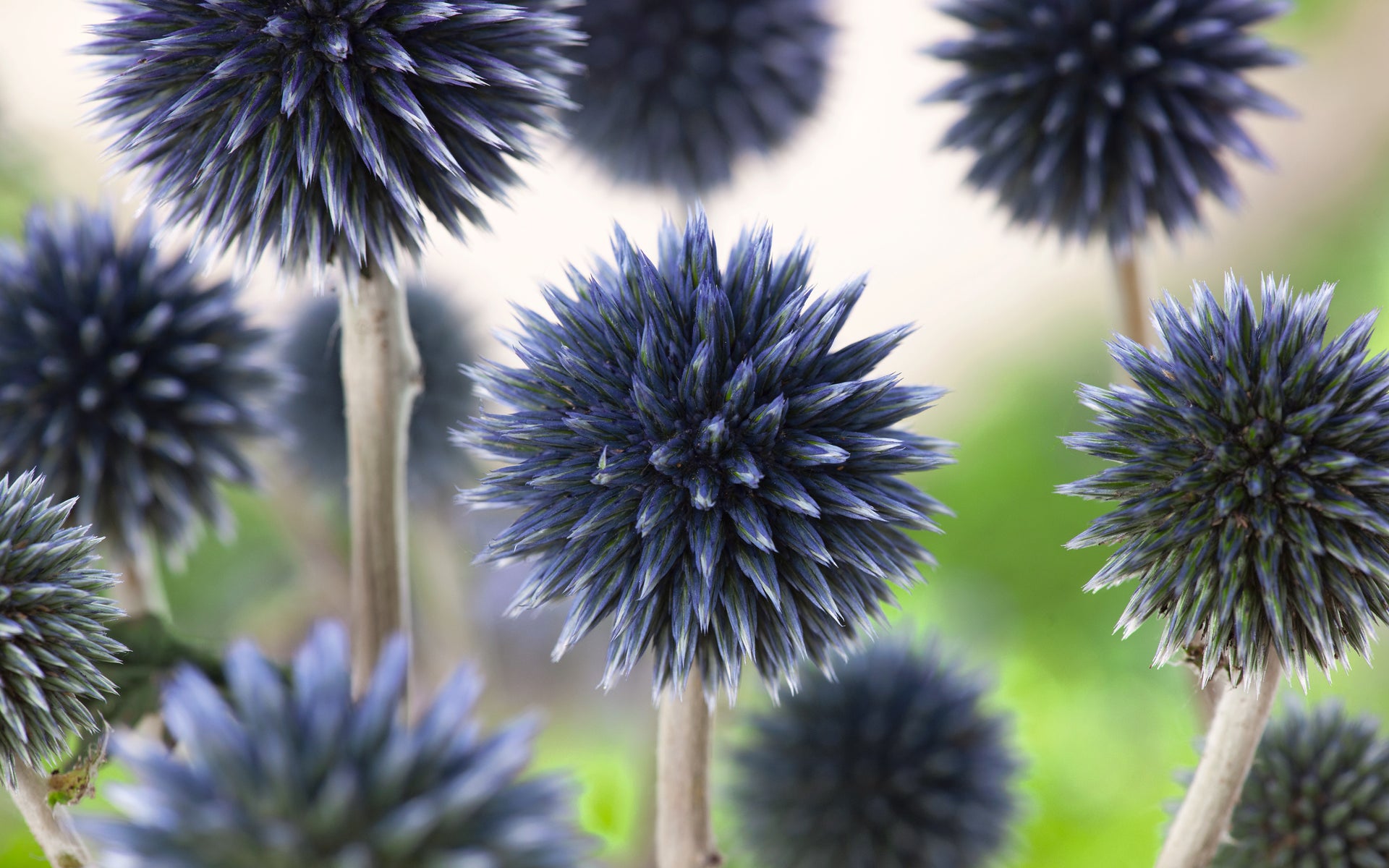 Cut Flowers – Page 2– Egmont Seeds