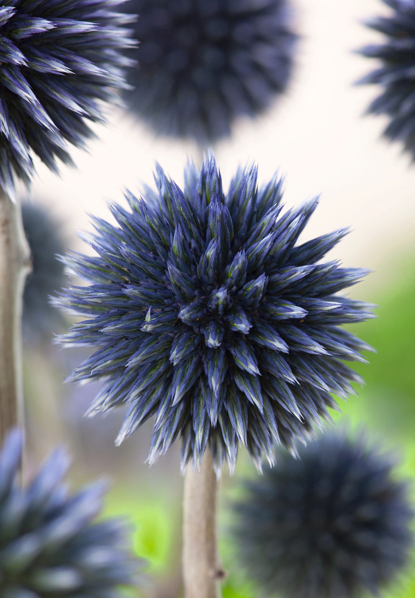 Cut Flowers – Egmont Seeds