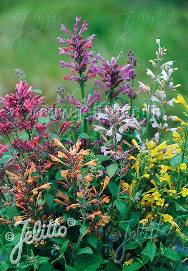 Agastache Arizona Fragrant Mix – Egmont Seeds