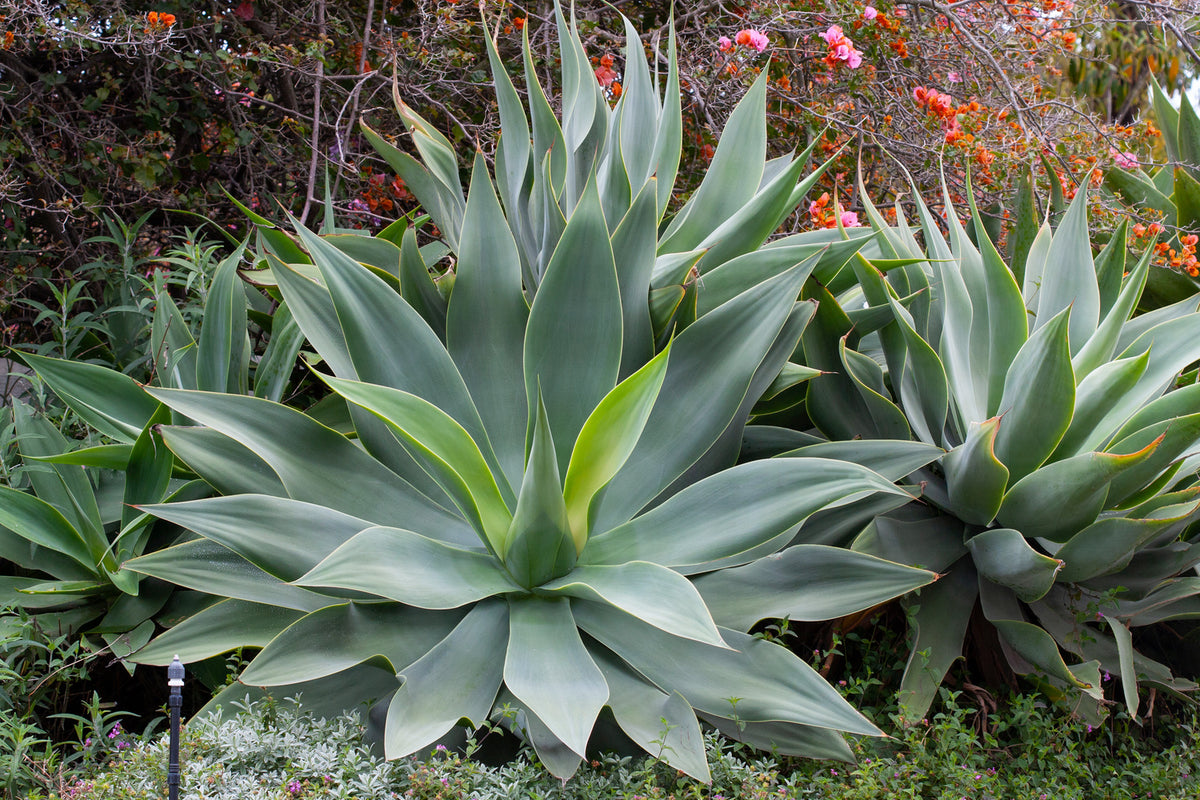 Flowers – Egmont Seeds