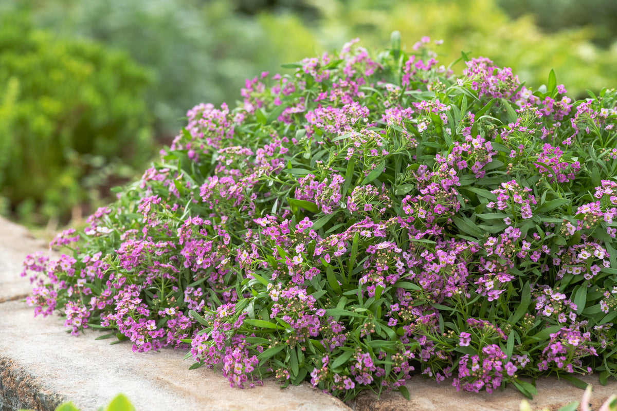 Flowers – Egmont Seeds