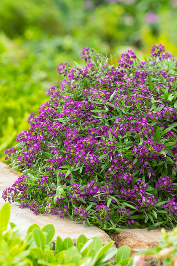 Flowers – Egmont Seeds