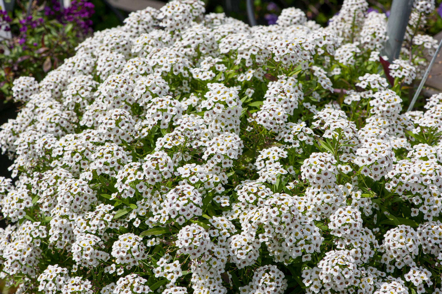 Alyssum Giga White – Egmont Seeds