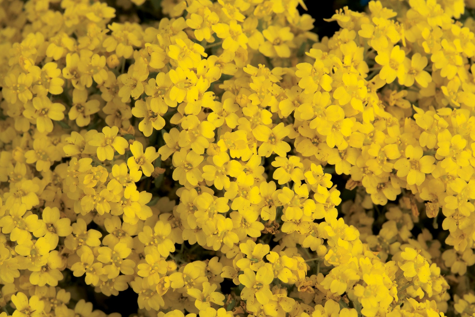 Alyssum Summit – Egmont Seeds