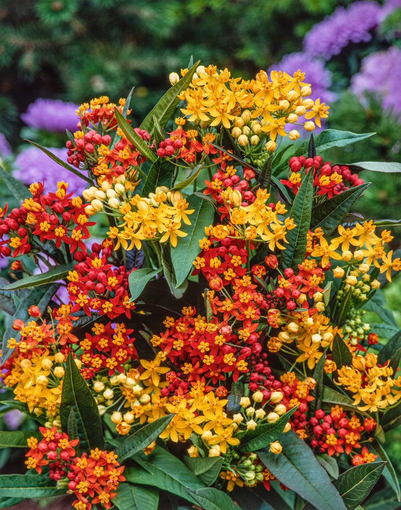 Flowers – Page 2– Egmont Seeds