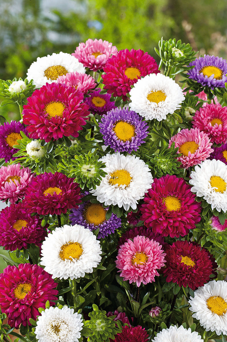 Flowers – Page 2– Egmont Seeds