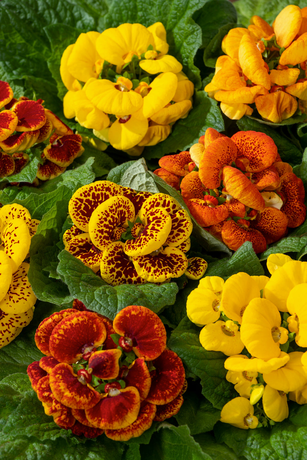 Calceolaria Dainty Mix F1 Hybrid – Egmont Seeds