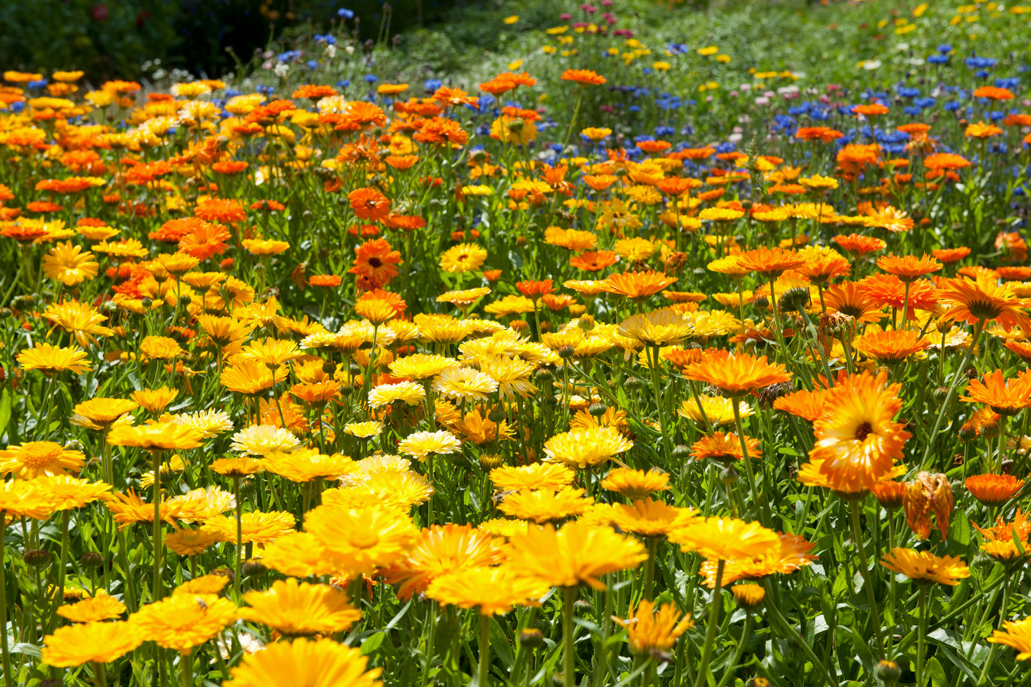 Calendula Calypso Mix – Egmont Seeds