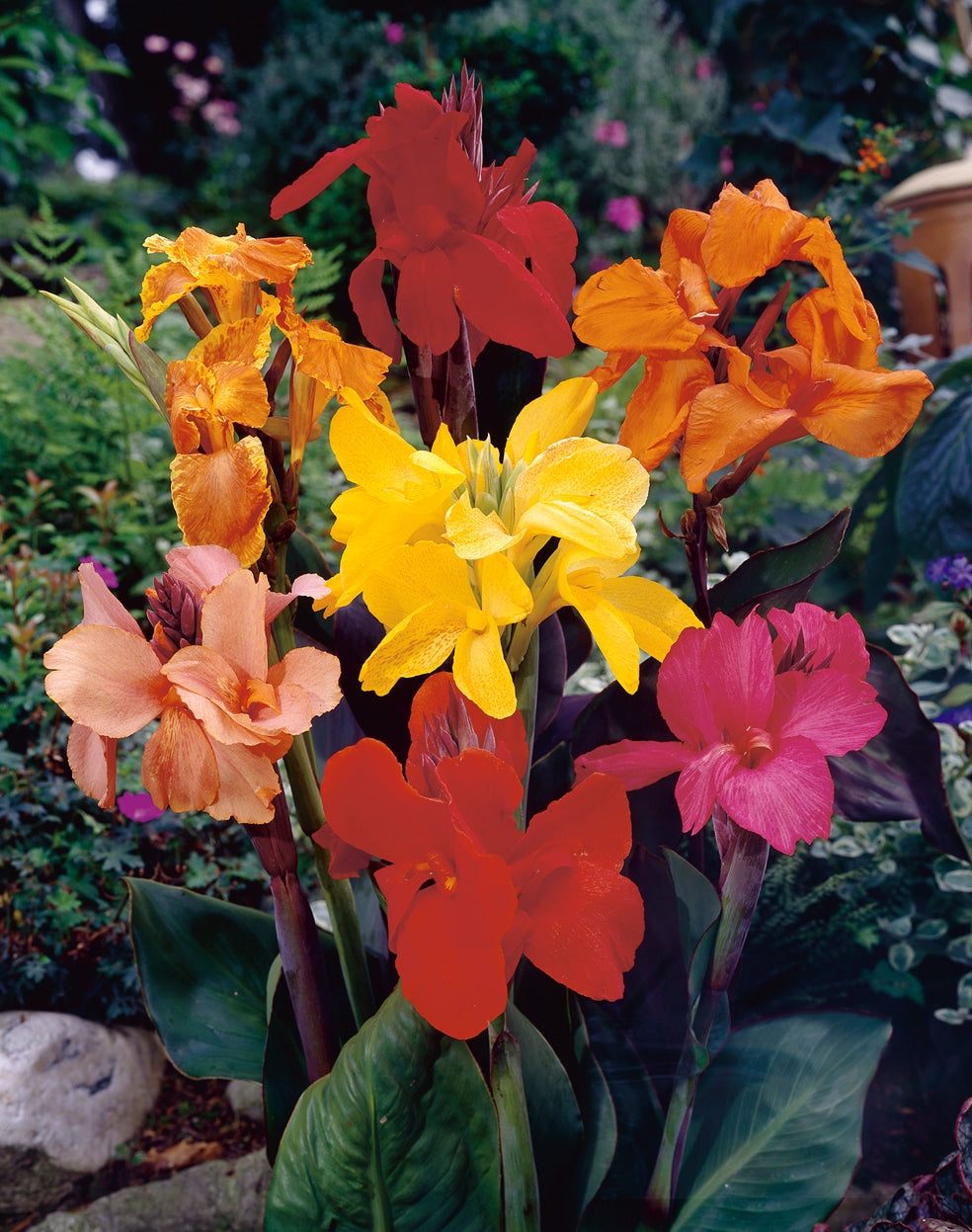 Canna Lily Tropical Mix – Egmont Seeds