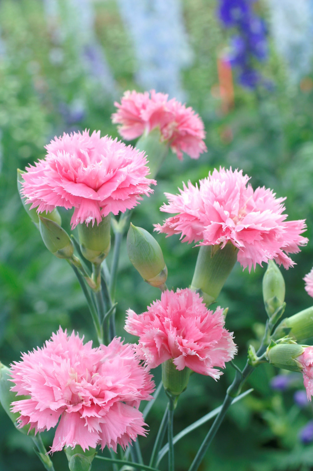 Carnation Chabaud Aurora – Egmont Seeds