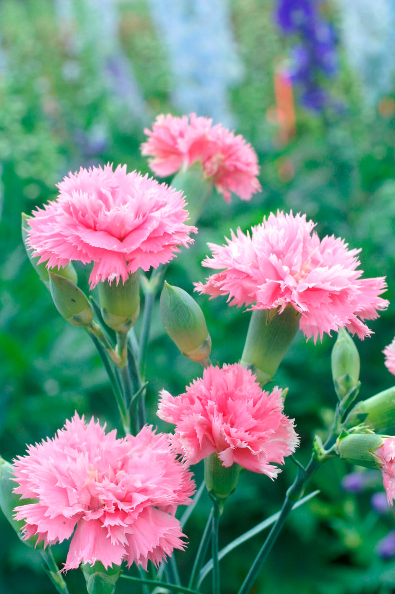 Cut Flowers – Egmont Seeds