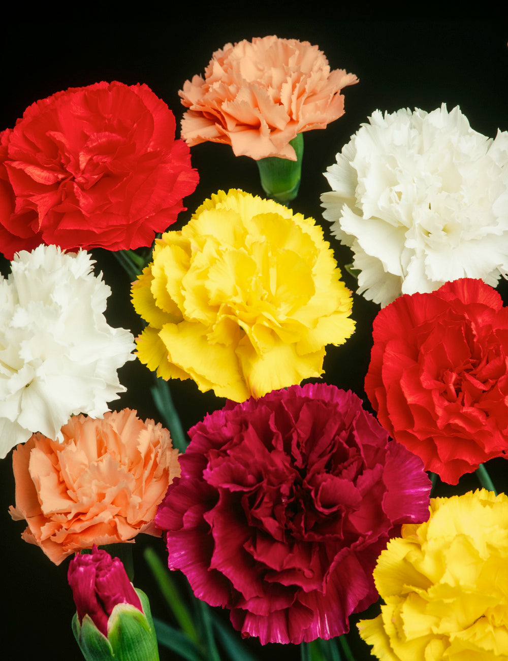 Carnation Lillipot Mixed – Egmont Seeds