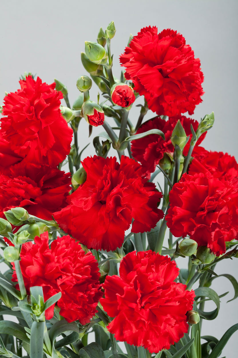 Carnation Can Can Scarlet F1 Hybrid – Egmont Seeds