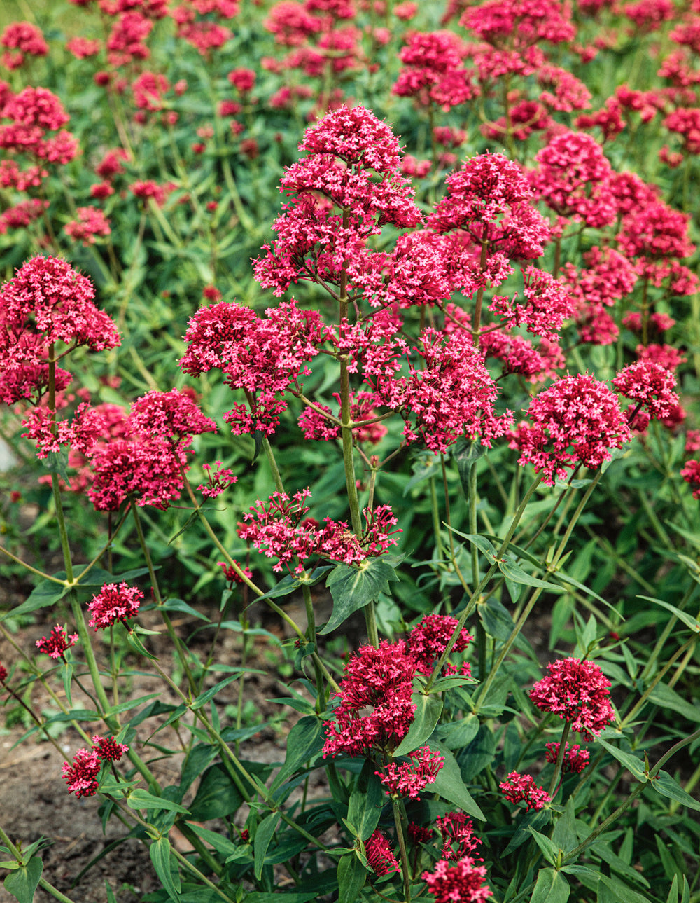 Centranthus Pretty Betsy Deep Red – Egmont Seeds