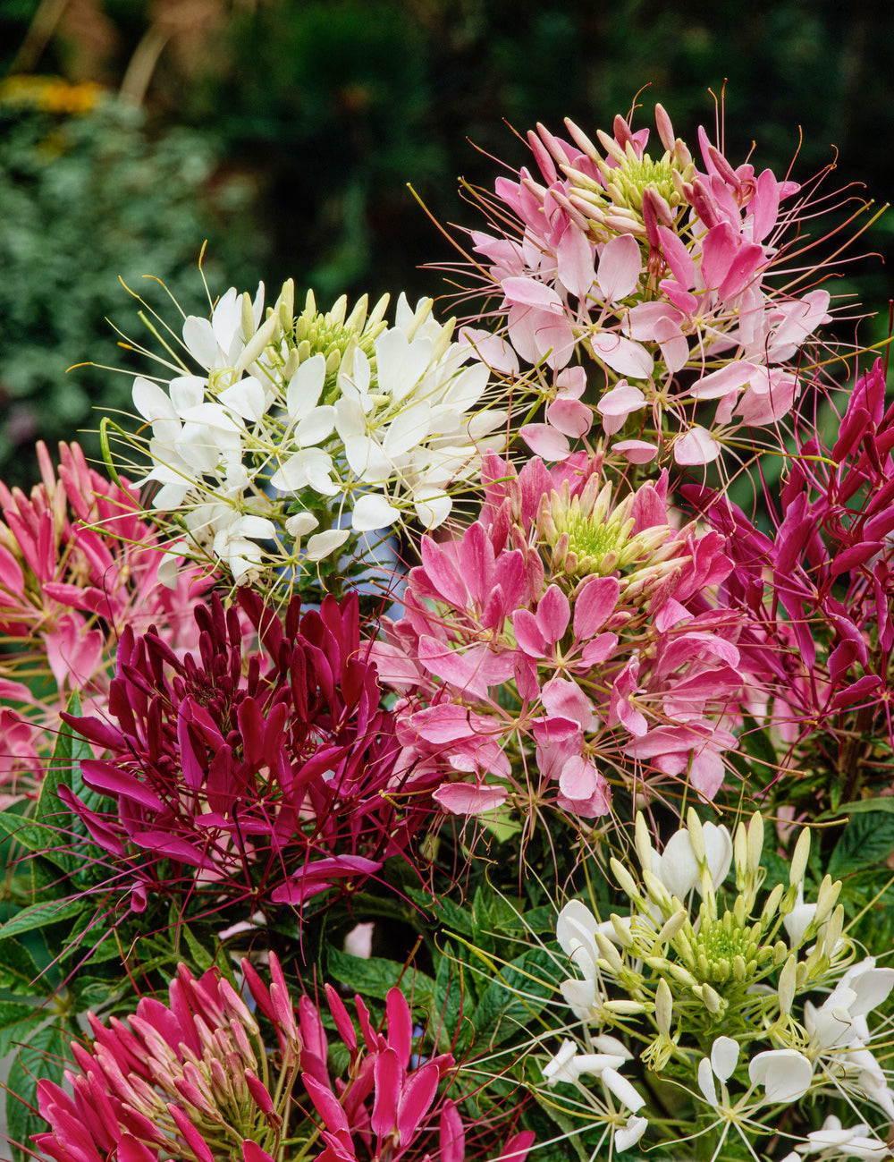 Cleome Queen Mix – Egmont Seeds