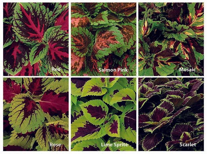 Coleus Shade Mix – Egmont Seeds
