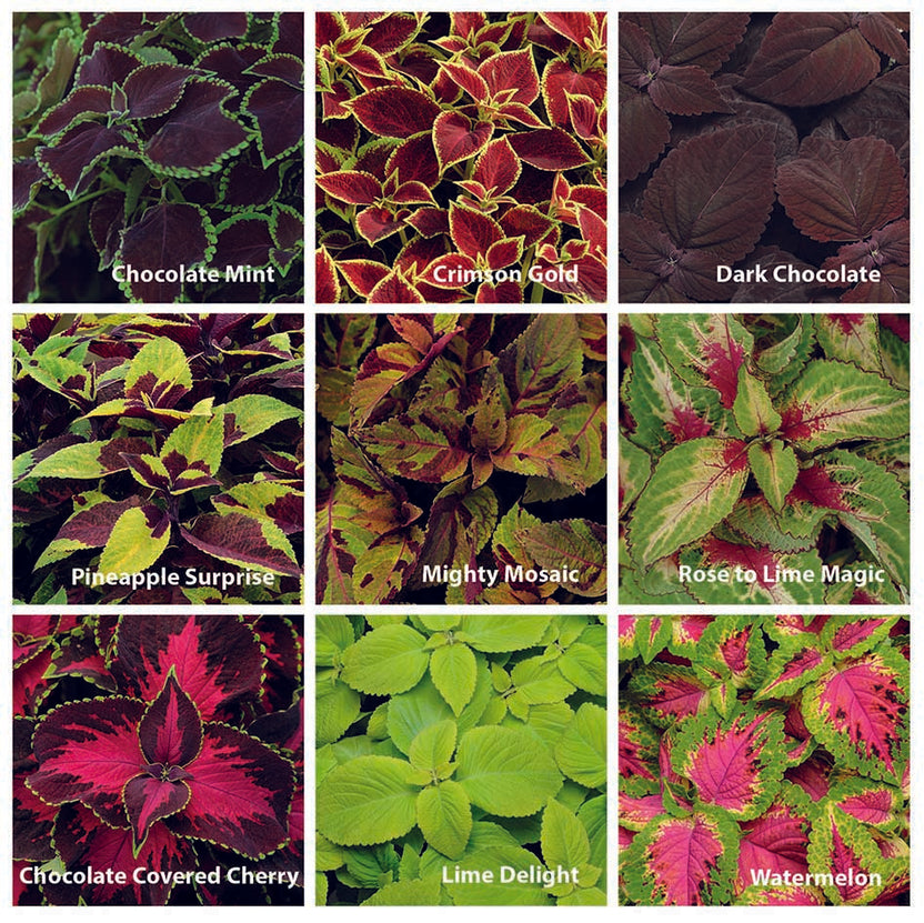 Coleus Sun Mix – Egmont Seeds