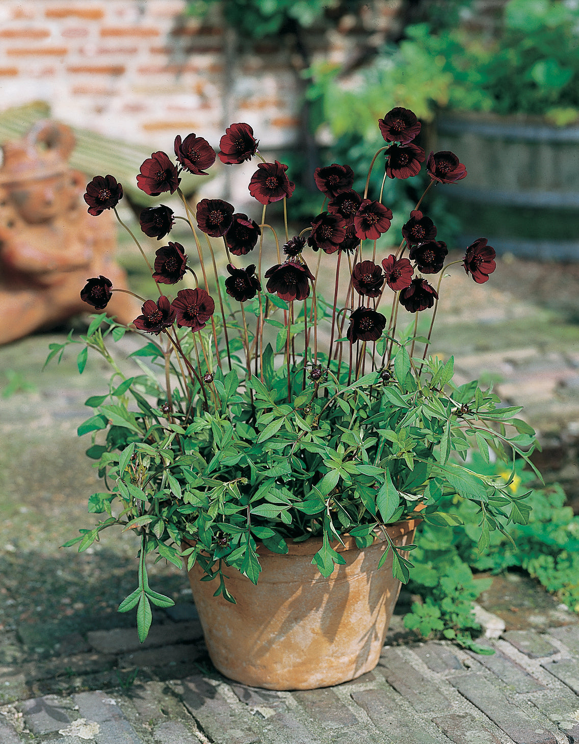 Cosmos Black Magic – Egmont Seeds