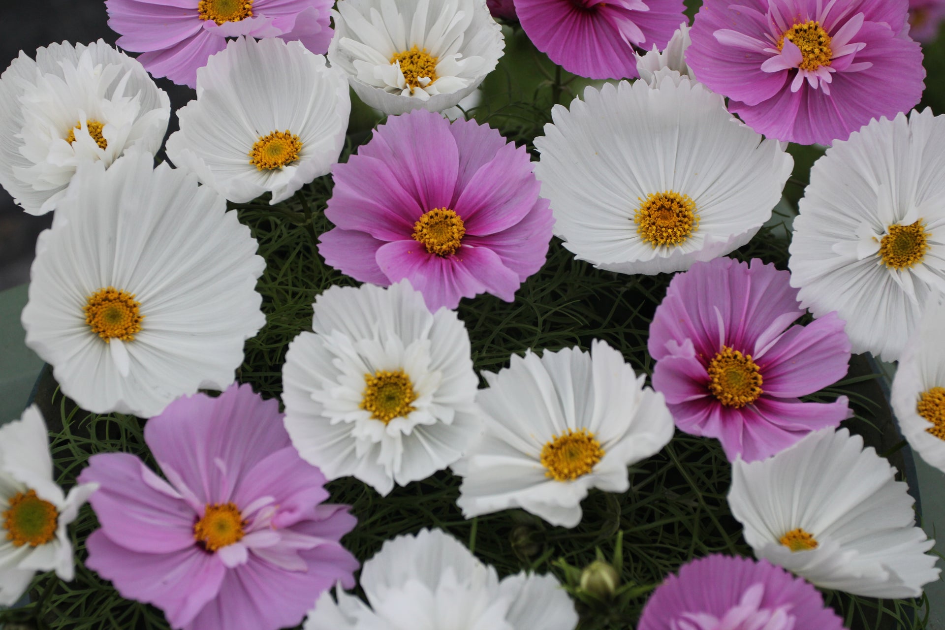 Cosmos Cupcakes Mixed – Egmont Seeds