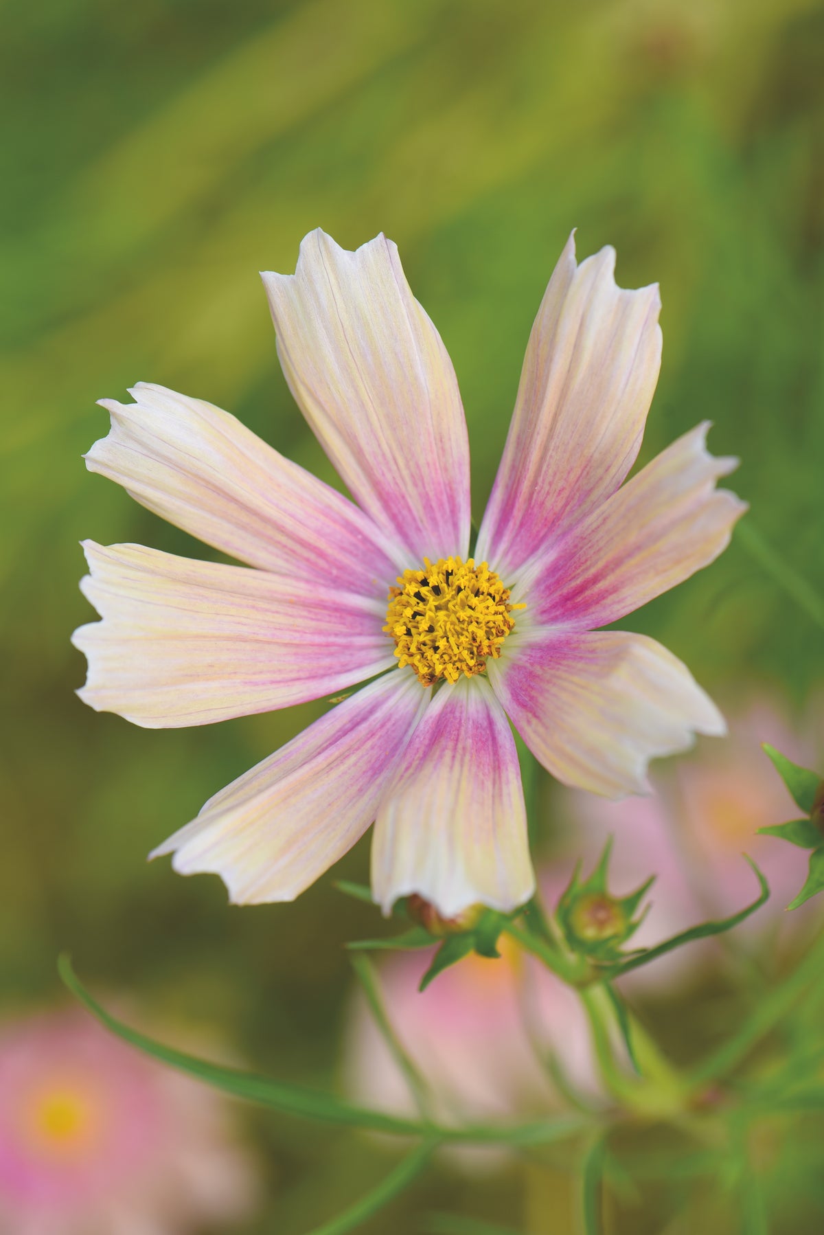 Cosmos Apricot Lemonade – Egmont Seeds