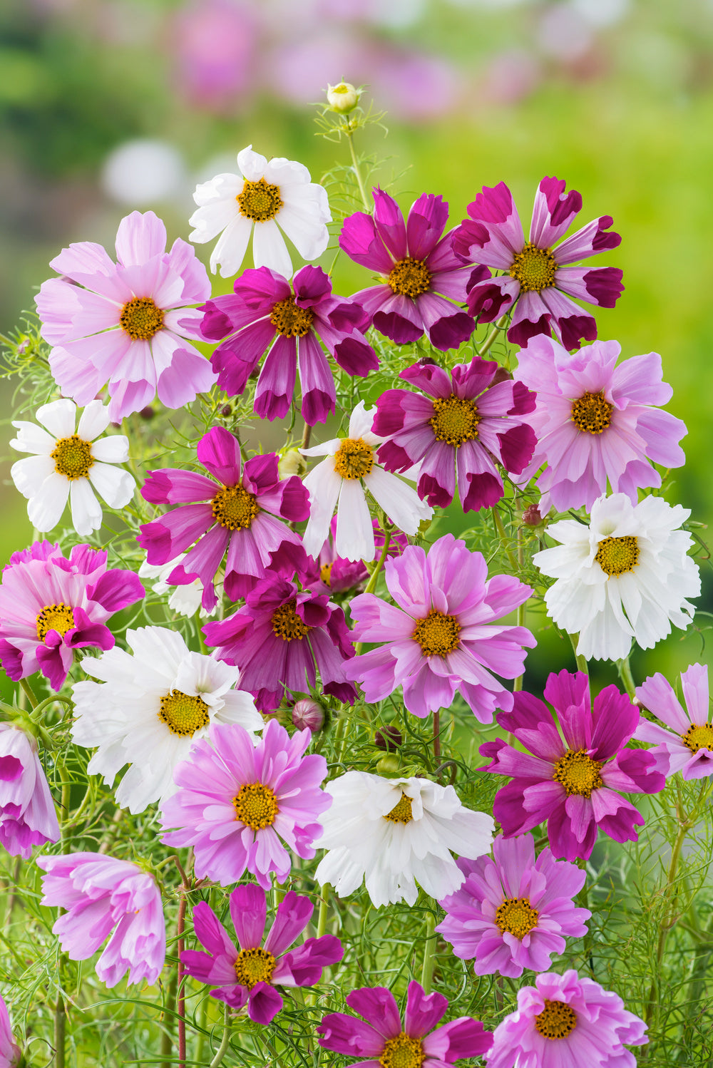 Cosmos Sea Shells Mix – Egmont Seeds