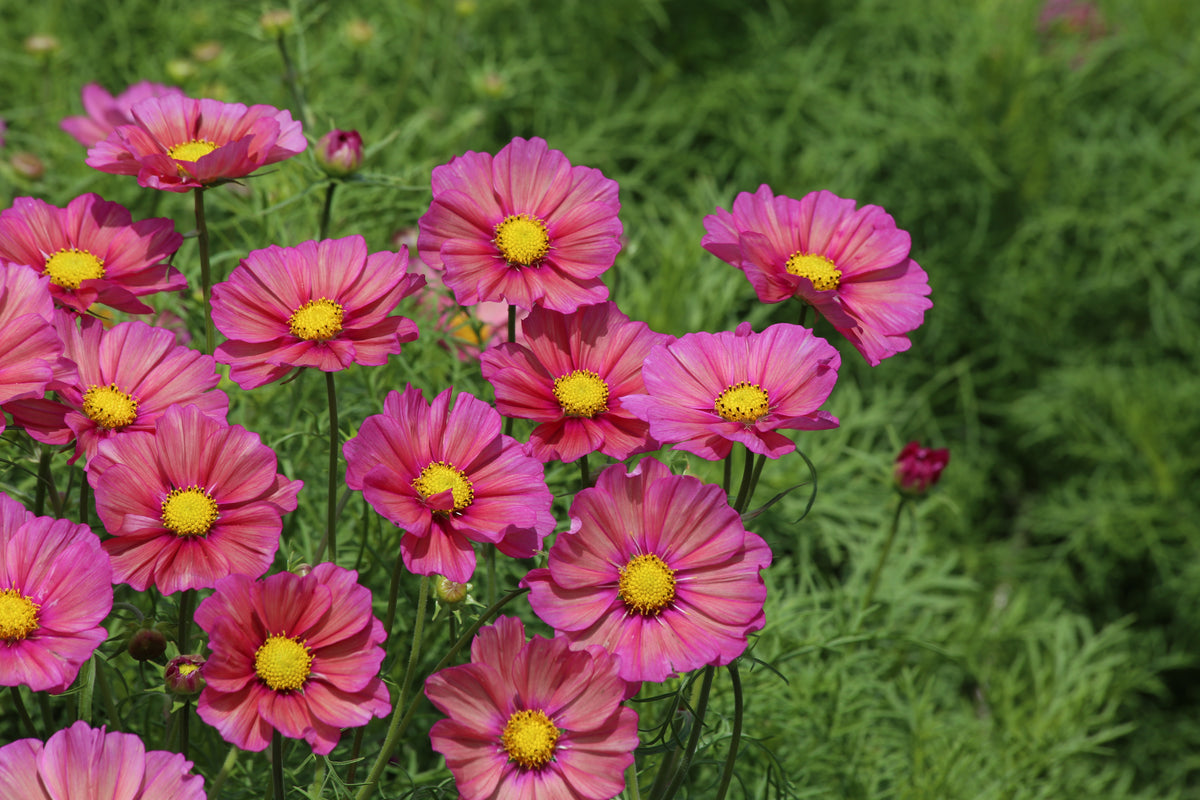 Cosmos Xsenia – Egmont Seeds