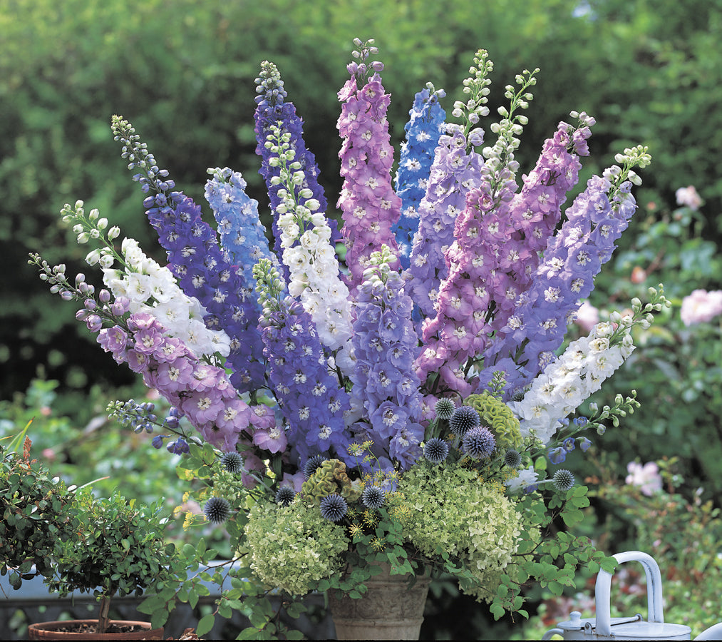 Delphinium Shogun Mix F1 Hybrid – Egmont Seeds