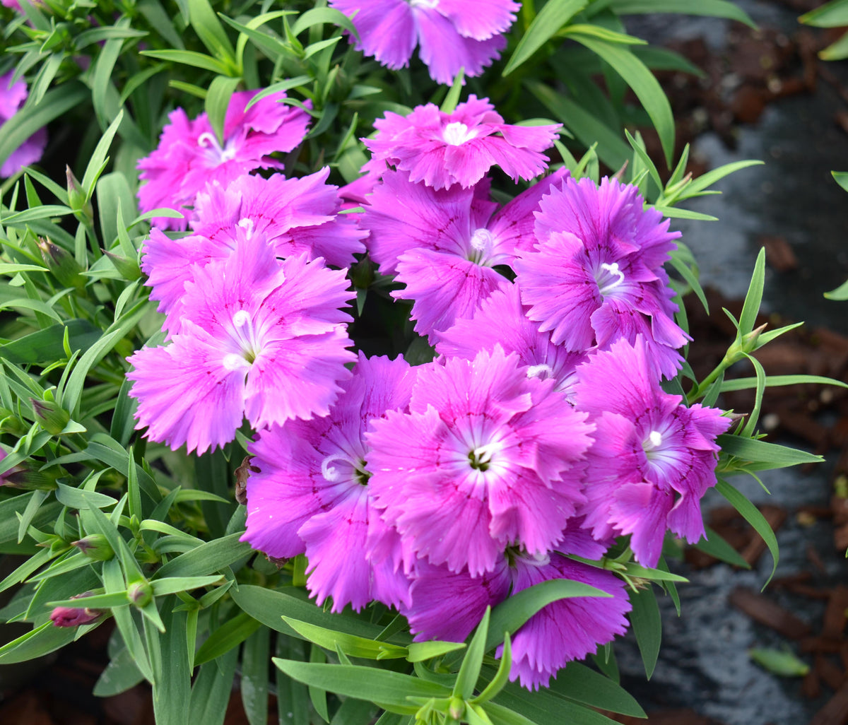 Dianthus Diana Blueberry F1 Hybrid – Egmont Seeds