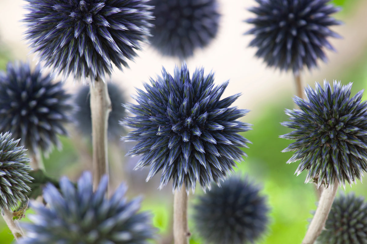 Echinops Blue Glow – Egmont Seeds