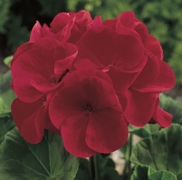 Geranium Maverick Red – Egmont Seeds