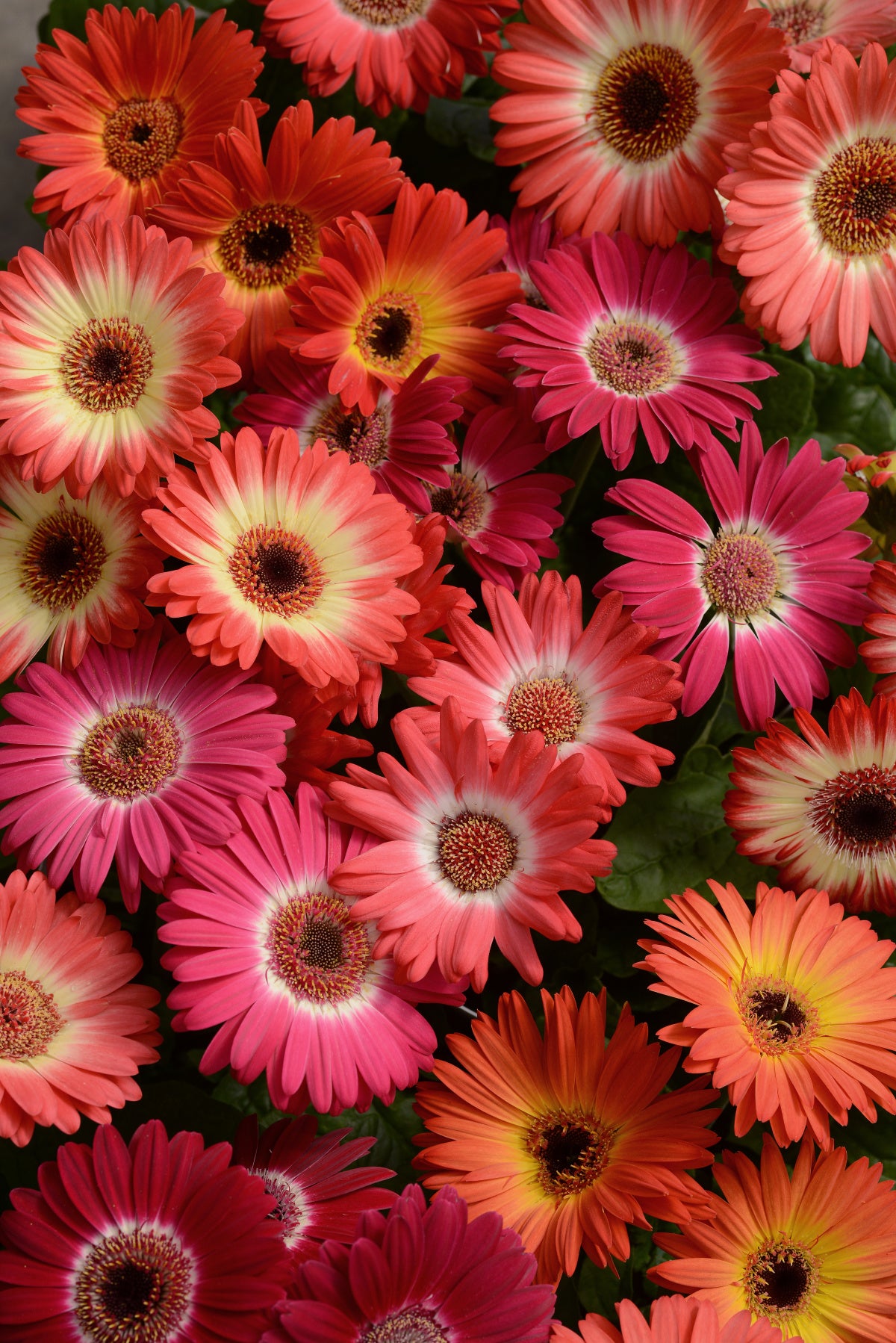 Gerbera Revolution Bicolour Mix – Egmont Seeds