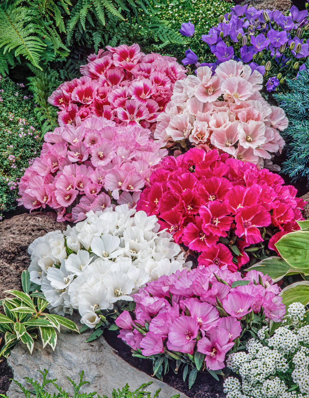 Godetia Satin Mix F1 Hybrid – Egmont Seeds