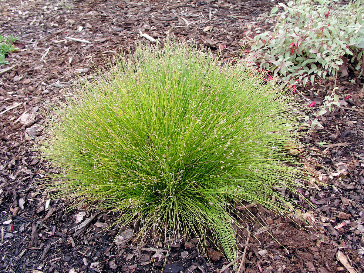 Isolepsis Live Wire – Egmont Seeds