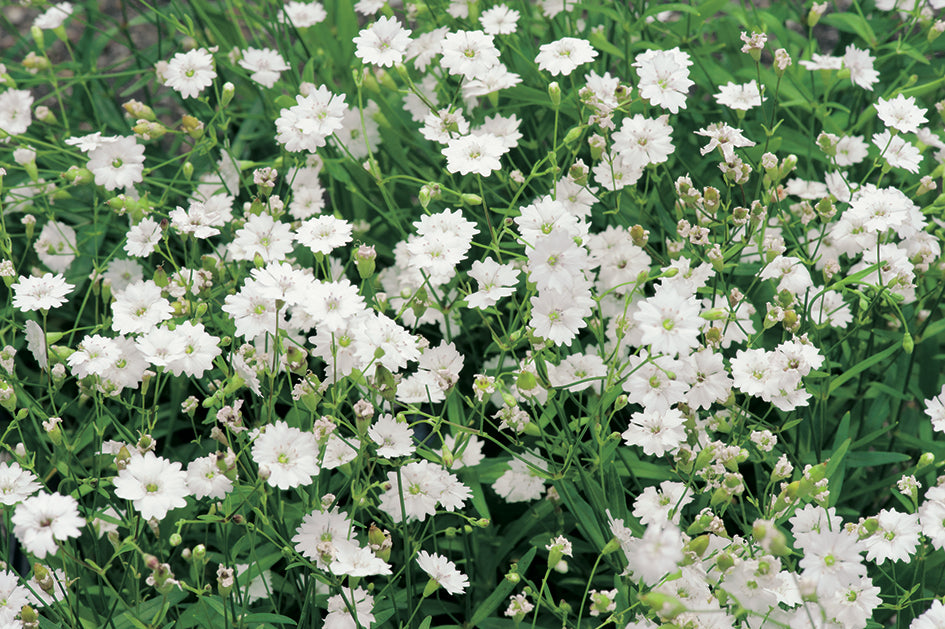 Gypsophila Gypsy White – Egmont Seeds