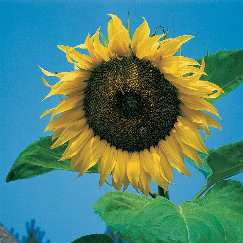 Helianthus Giant Russian – Egmont Seeds