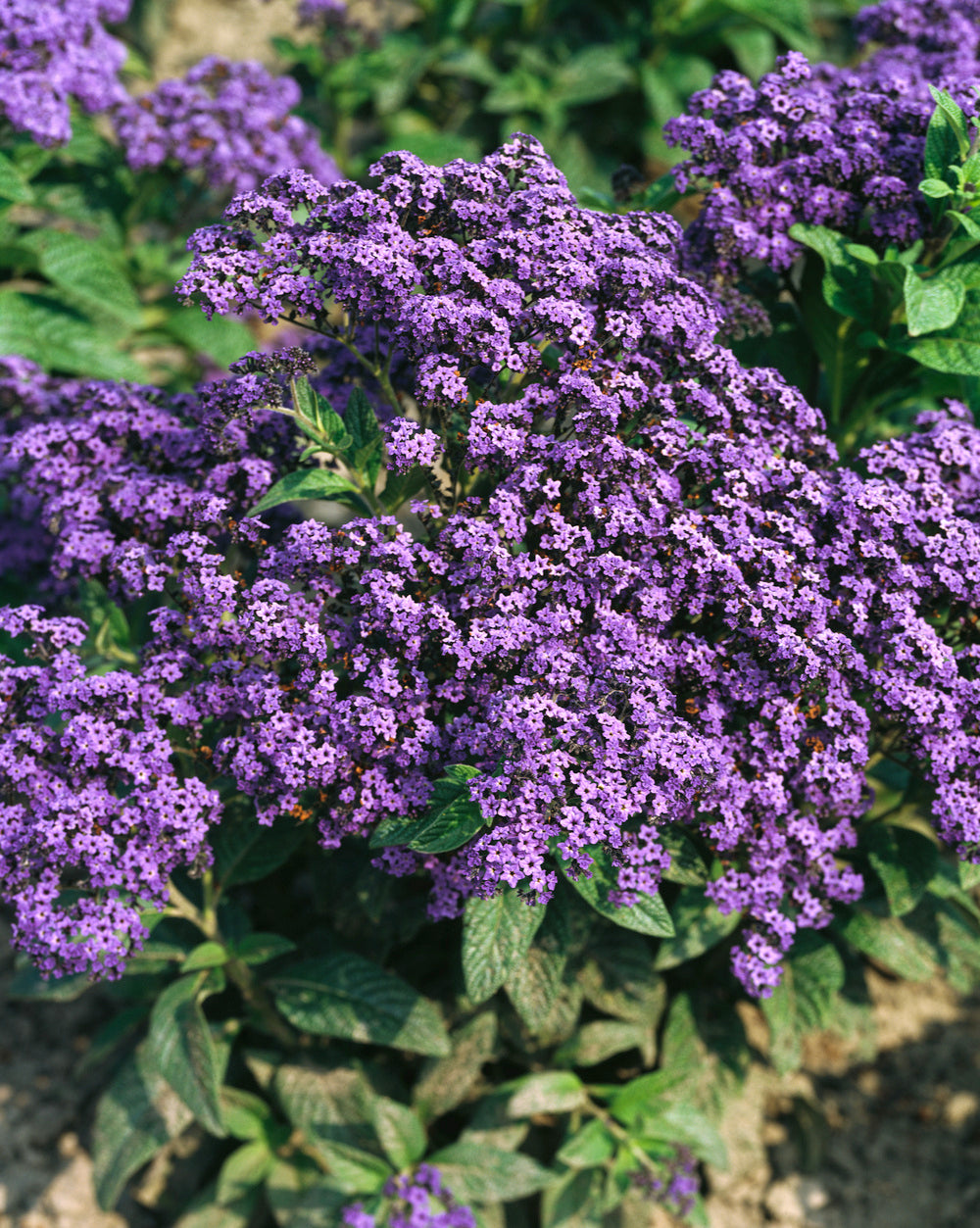 Heliotrope Deep Marine Blue – Egmont Seeds