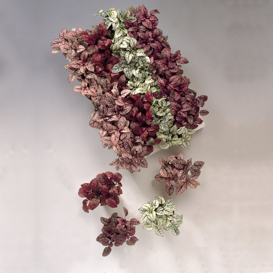 Hypoestes Confetti Mix – Egmont Seeds