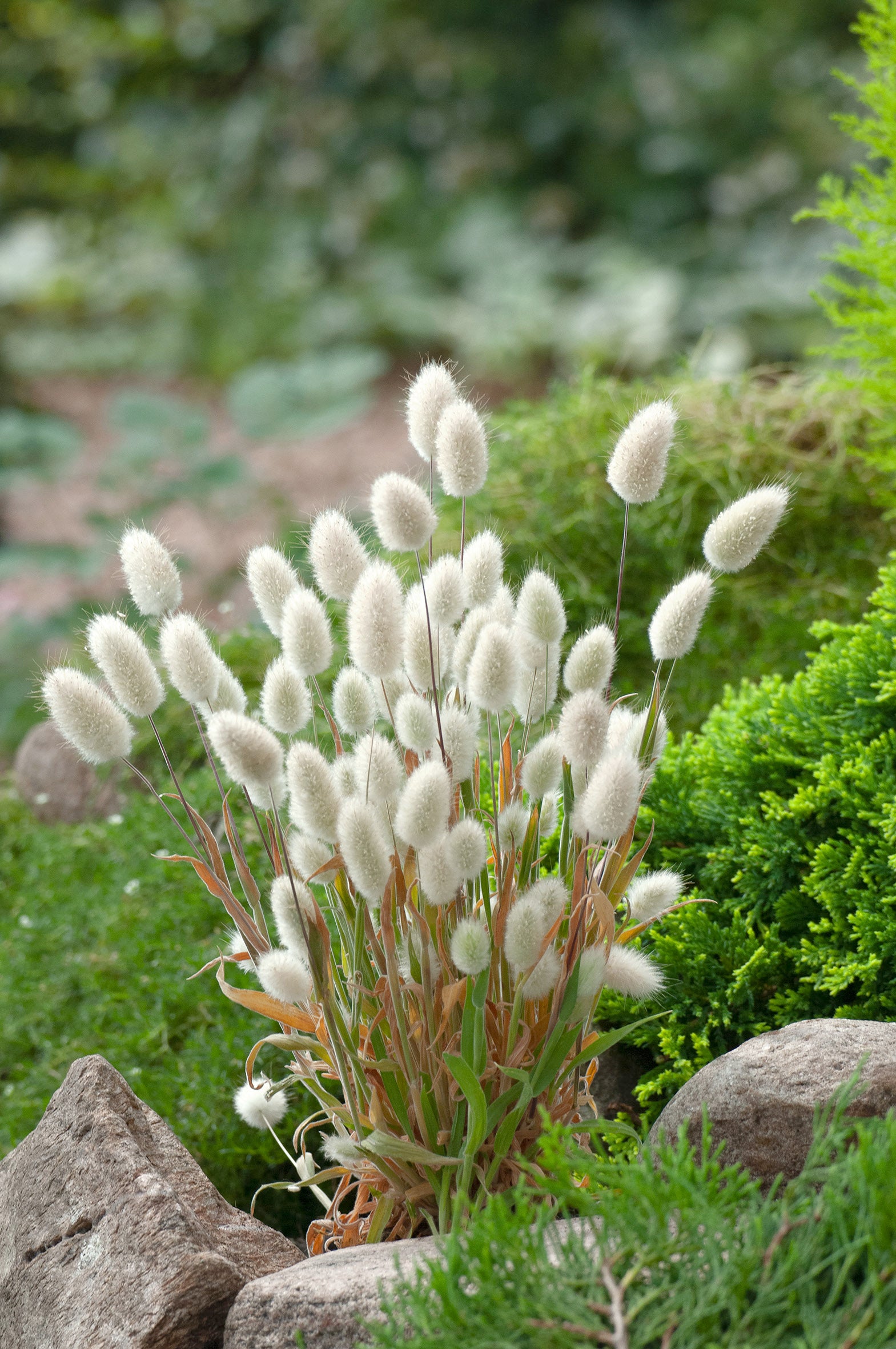 Lagurus ovatus (Bunny Tails) – Egmont Seeds
