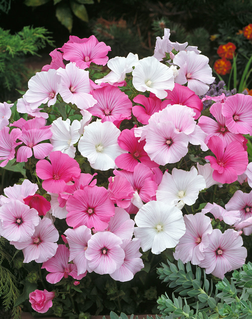 Lavatera Beauty Mix – Egmont Seeds