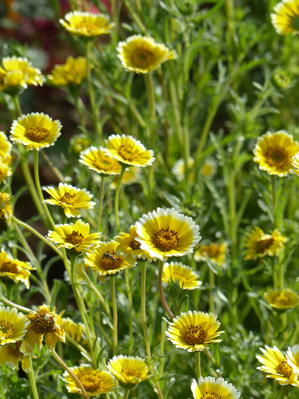 Layia Tidy Tips – Egmont Seeds