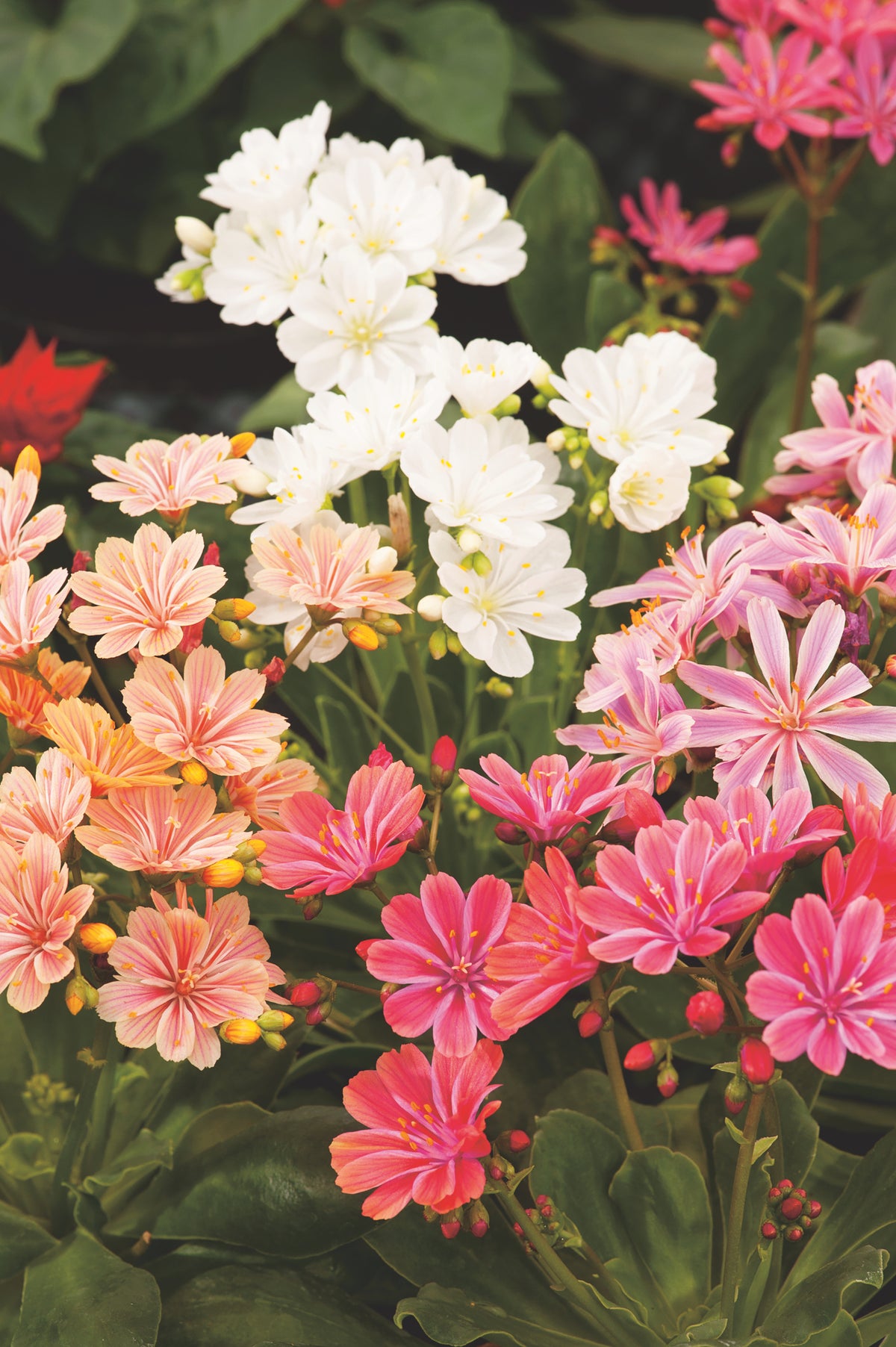 Lewisia Elise – Egmont Seeds