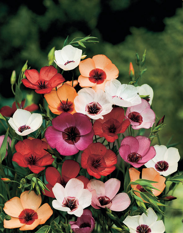 Linum Charmer Mix – Egmont Seeds