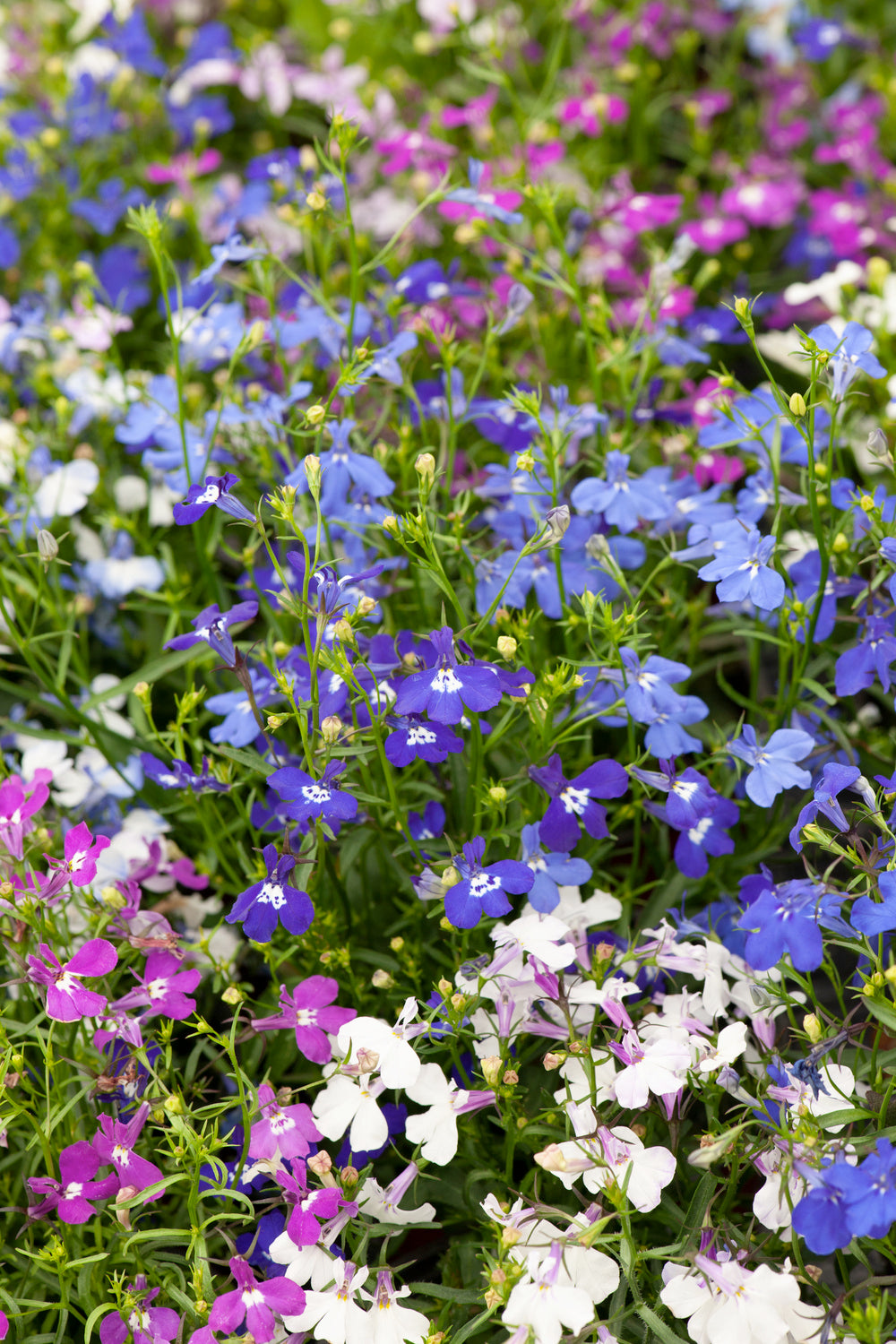 Lobelia Regatta Mix – Egmont Seeds