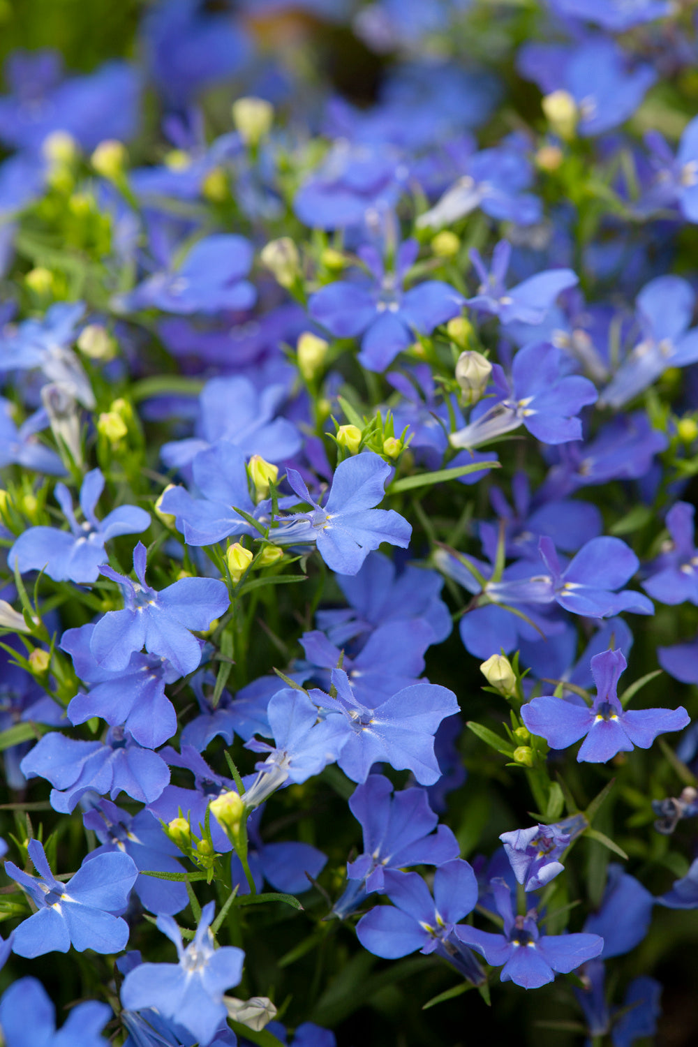 Lobelia Riviera Midnight Blue – Egmont Seeds