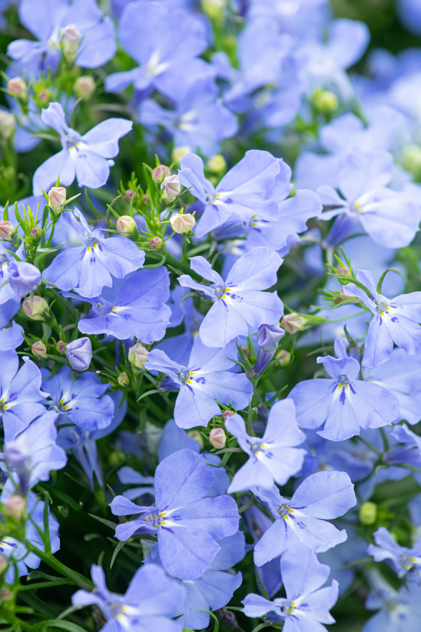 Lobelia Riviera Sky Blue – Egmont Seeds