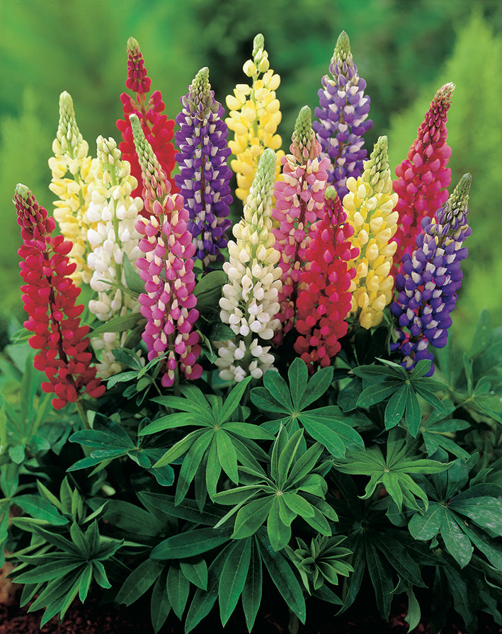 Lupin Gallery Dwarf Mix – Egmont Seeds
