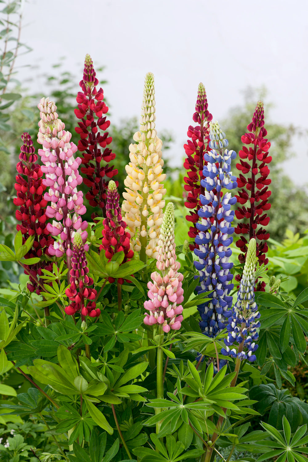 Lupin Russell Mix – Egmont Seeds