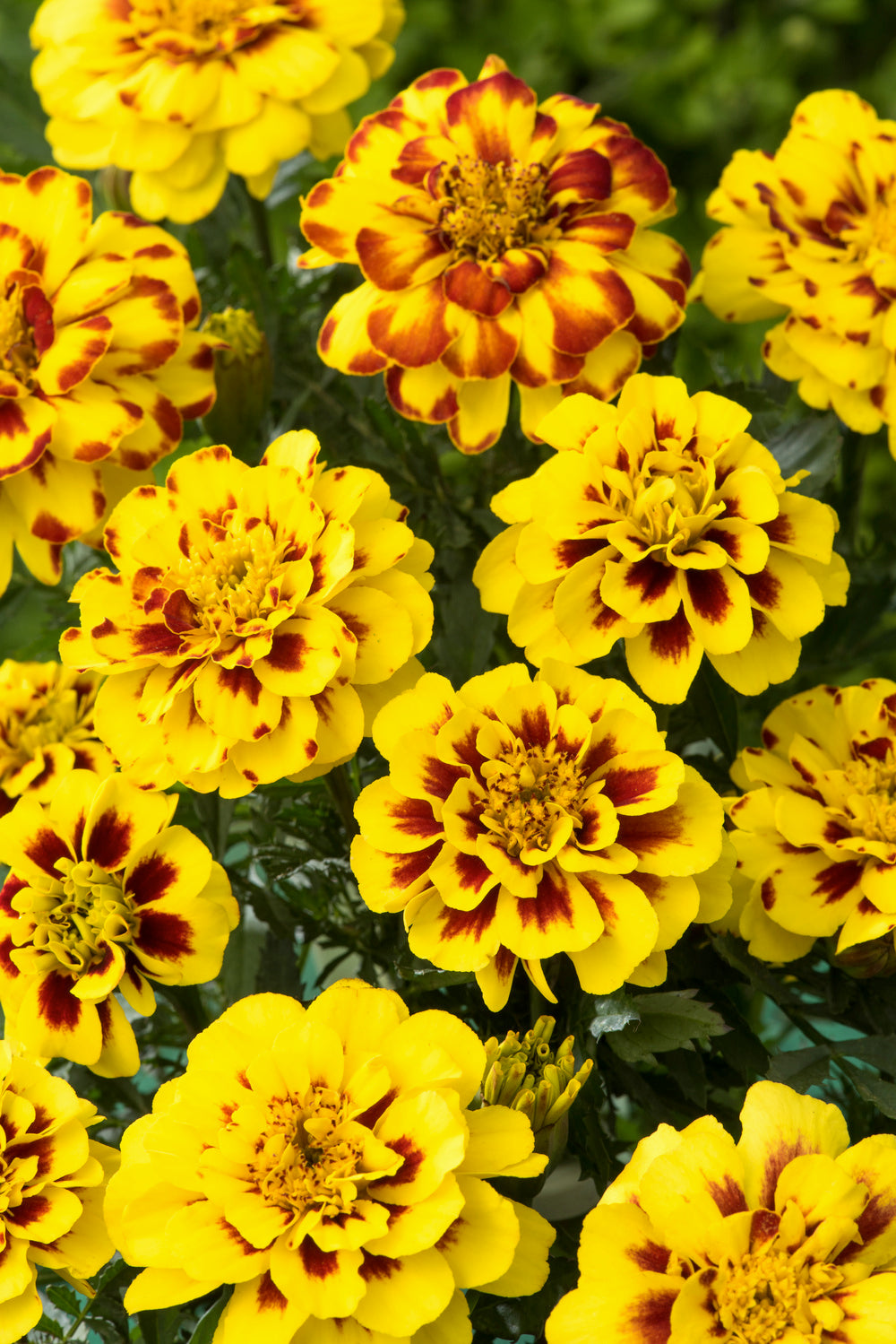 Free Seeds (For the choosing) – Page 8– Egmont Seeds