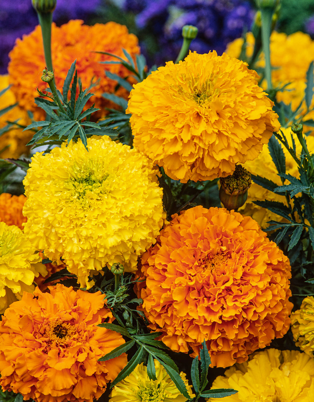 Marigold Crackerjack Mix – Egmont Seeds